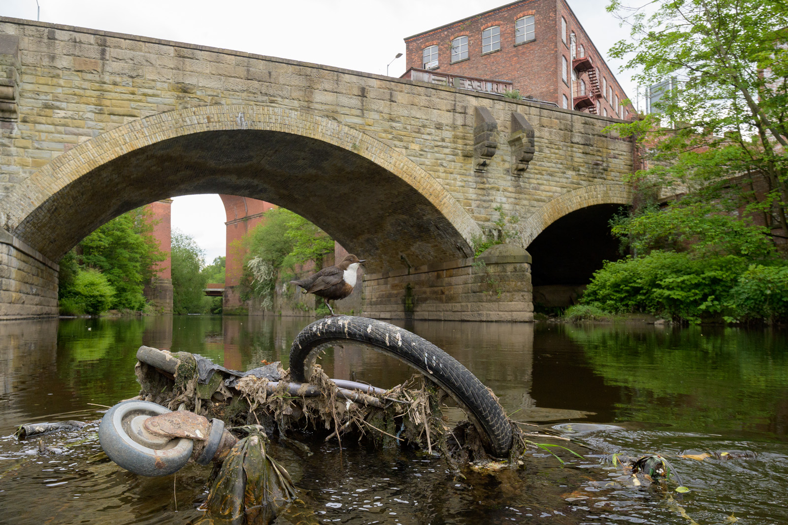 How to Photograph a Wildlife Story - Nature TTL