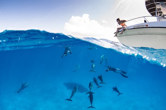 How to Photograph Dolphins Underwater - Nature TTL