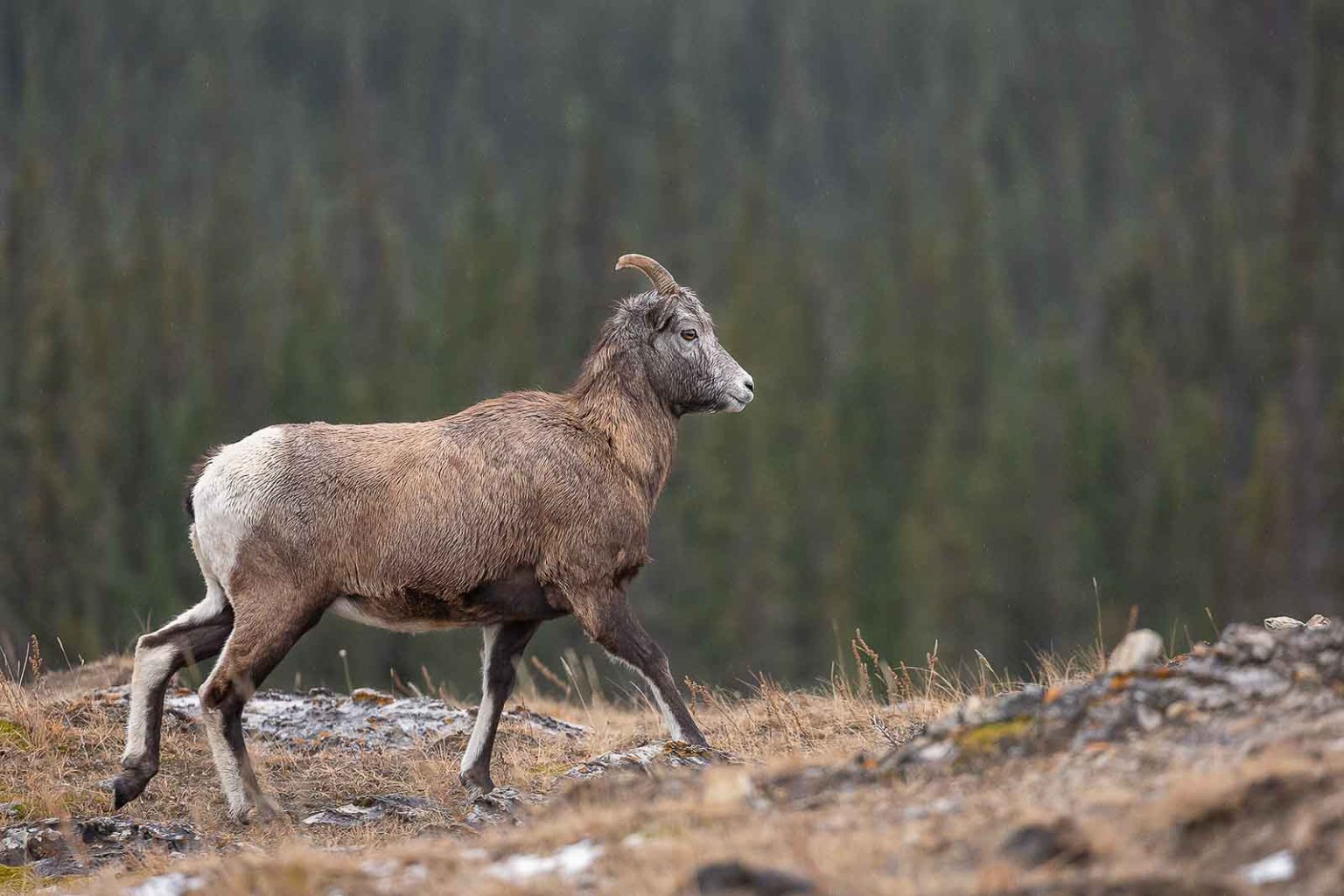 How to Photograph Bighorn Sheep - Nature TTL