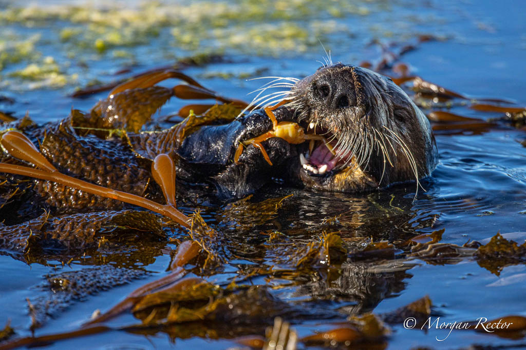 How to Photograph Sea Otters - Nature TTL