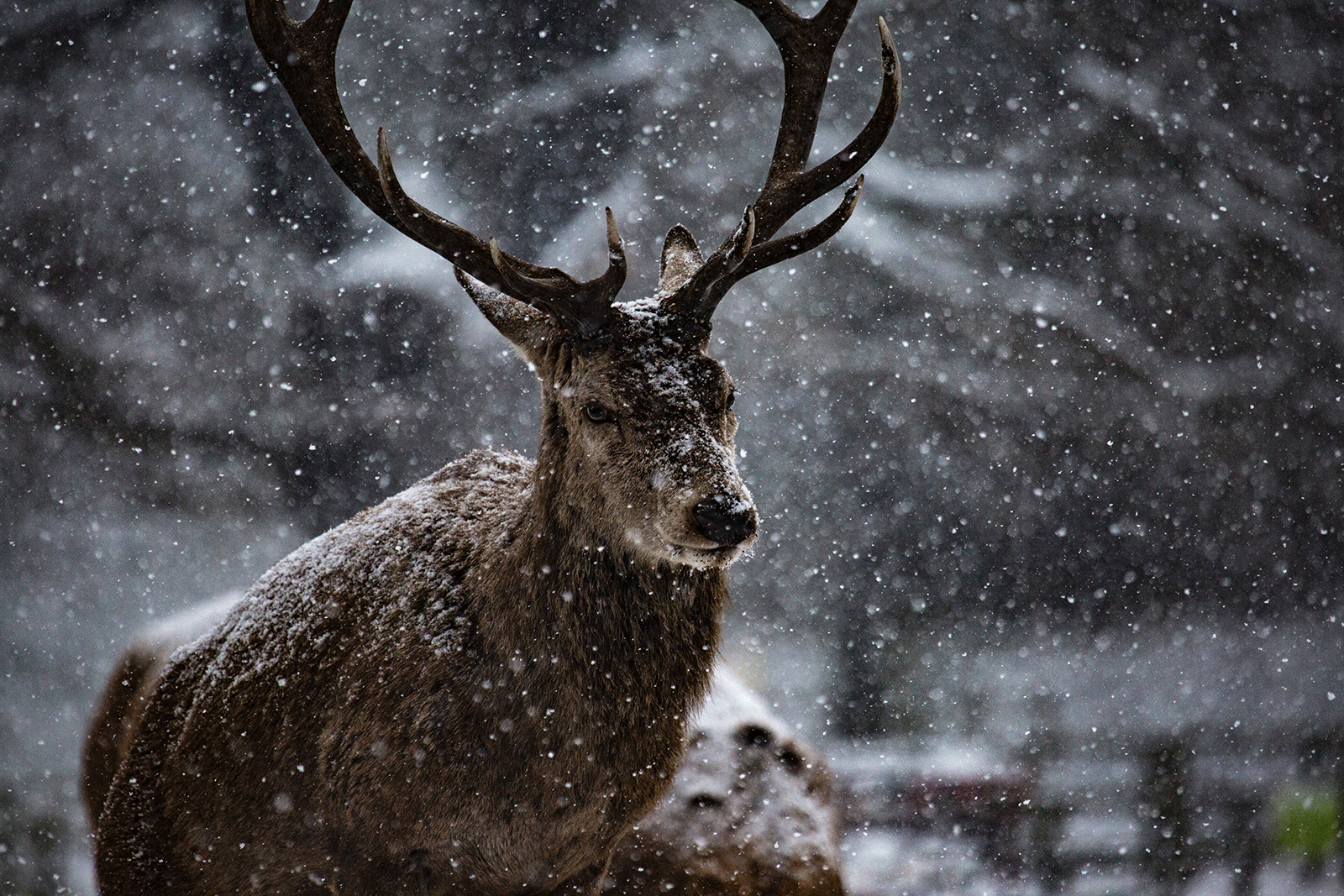 Weekly Photography Assignment: Wildlife Portraits - Nature TTL