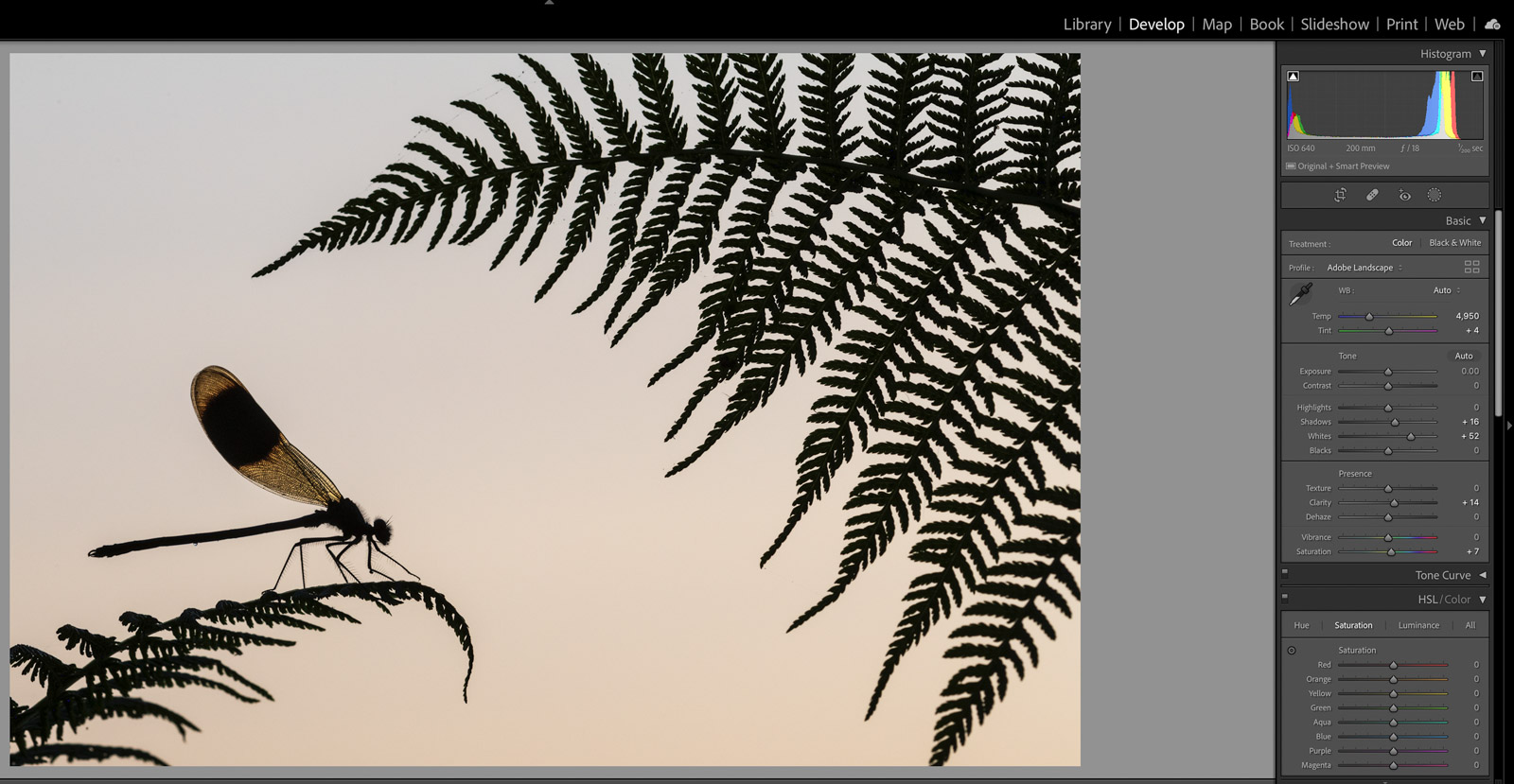 Top Tips for Editing Macro Photos - Nature TTL