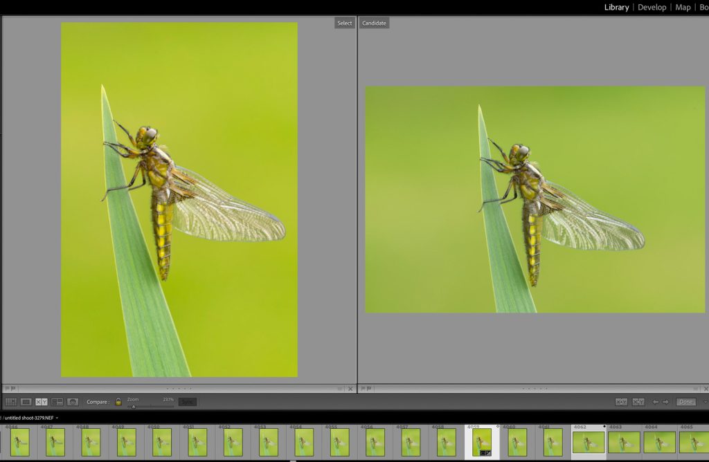 Top Tips for Editing Macro Photos - Nature TTL