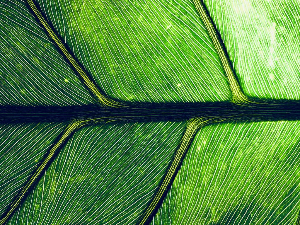 weekly-photography-assignment-creative-imagery-nature-ttl