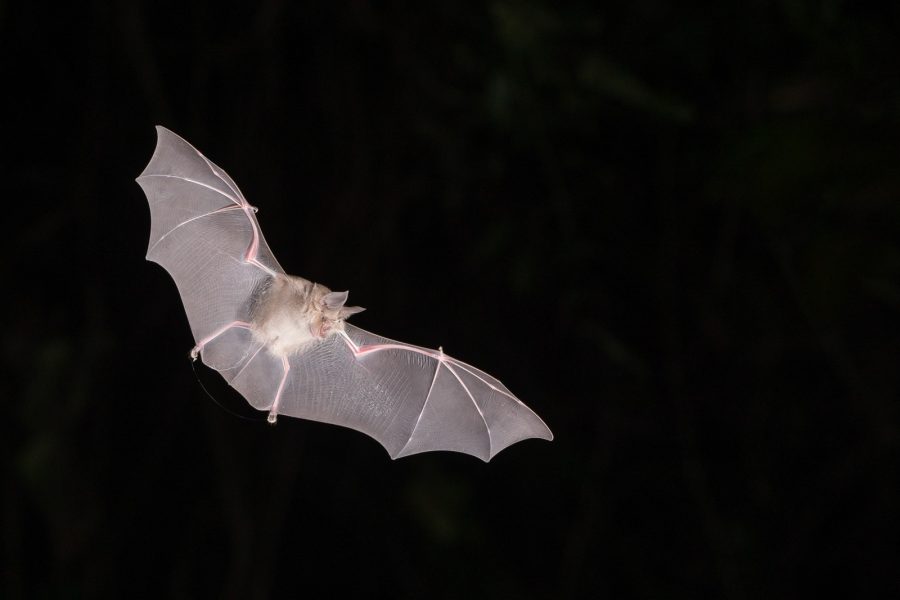 Photographing Bats in Flight (in the UK) - Nature TTL