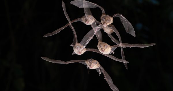 Photographing Bats in Flight (in the UK) - Nature TTL