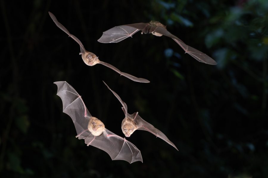 Photographing Bats in Flight (in the UK) - Nature TTL