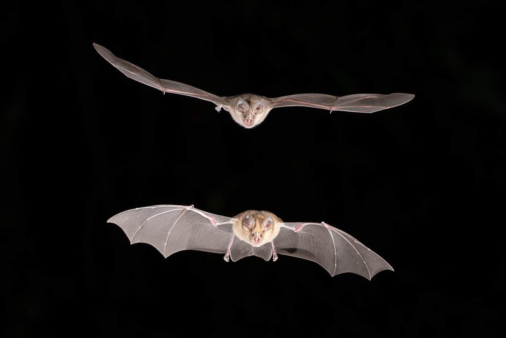 Photographing Bats in Flight (in the UK) - Nature TTL