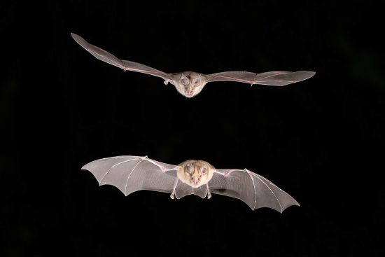 Photographing Bats in Flight (in the UK) - Nature TTL