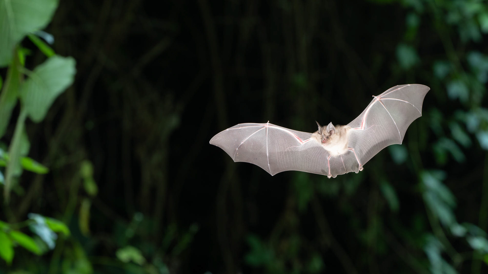 Photographing Bats in Flight (in the UK) - Nature TTL