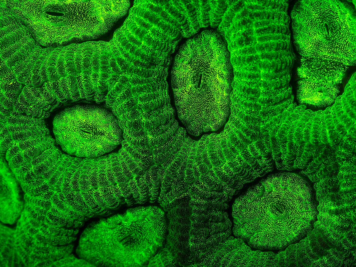 How to Photograph Underwater Fluorescence With Blue Light - Nature TTL