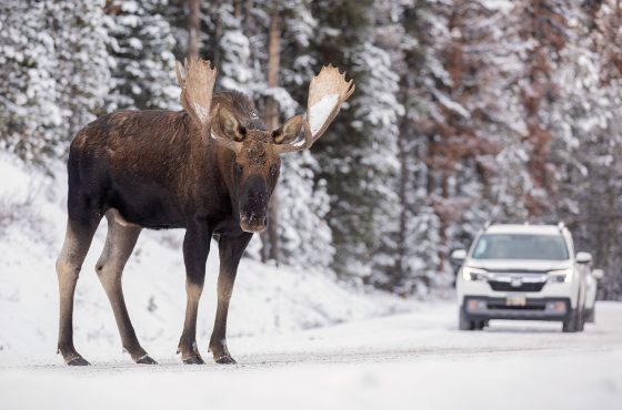 Photographing Birds in Flight: The Complete Guide - Nature TTL