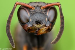 How to Take Ultra Macro Insect Photographs - Nature TTL