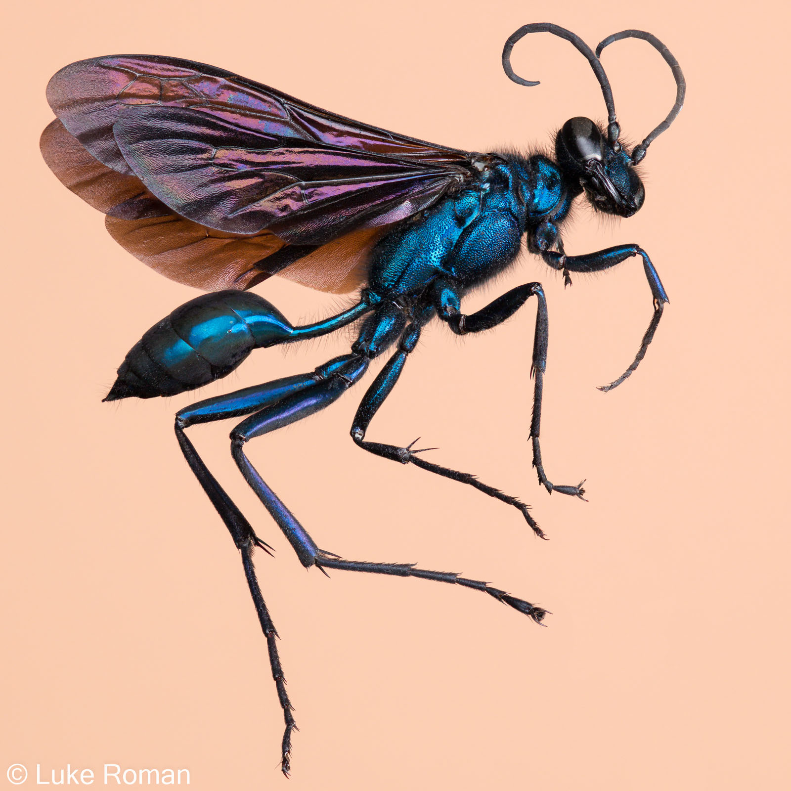 How to Take Ultra Macro Insect Photographs - Nature TTL