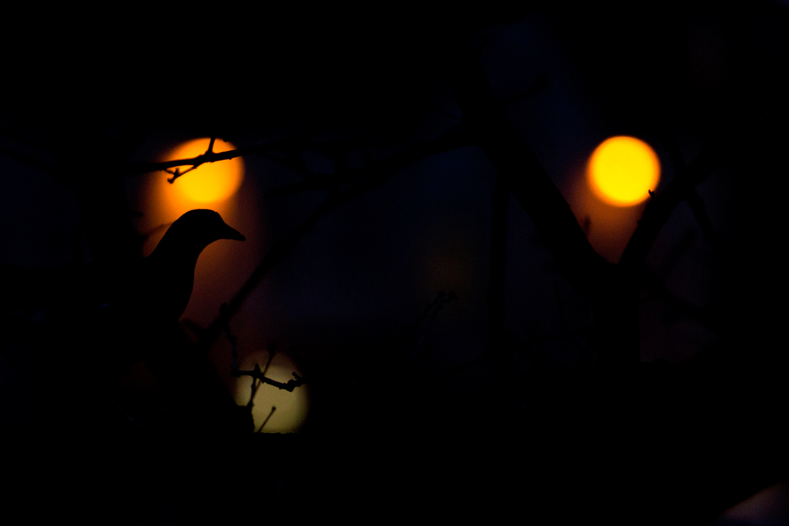 How to Harness Artificial Light for Stand Out Urban Wildlife Photos ...