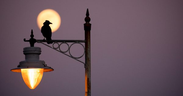 How to Harness Artificial Light for Stand Out Urban Wildlife Photos ...