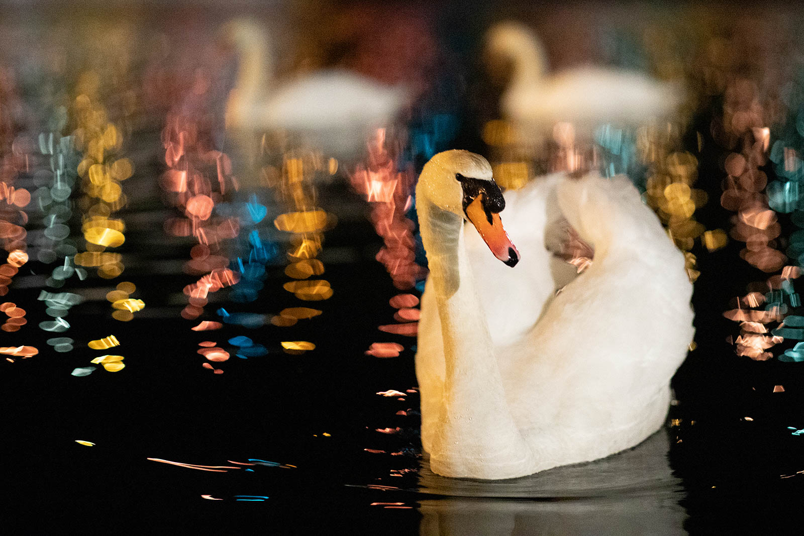 How to Harness Artificial Light for Stand Out Urban Wildlife Photos ...