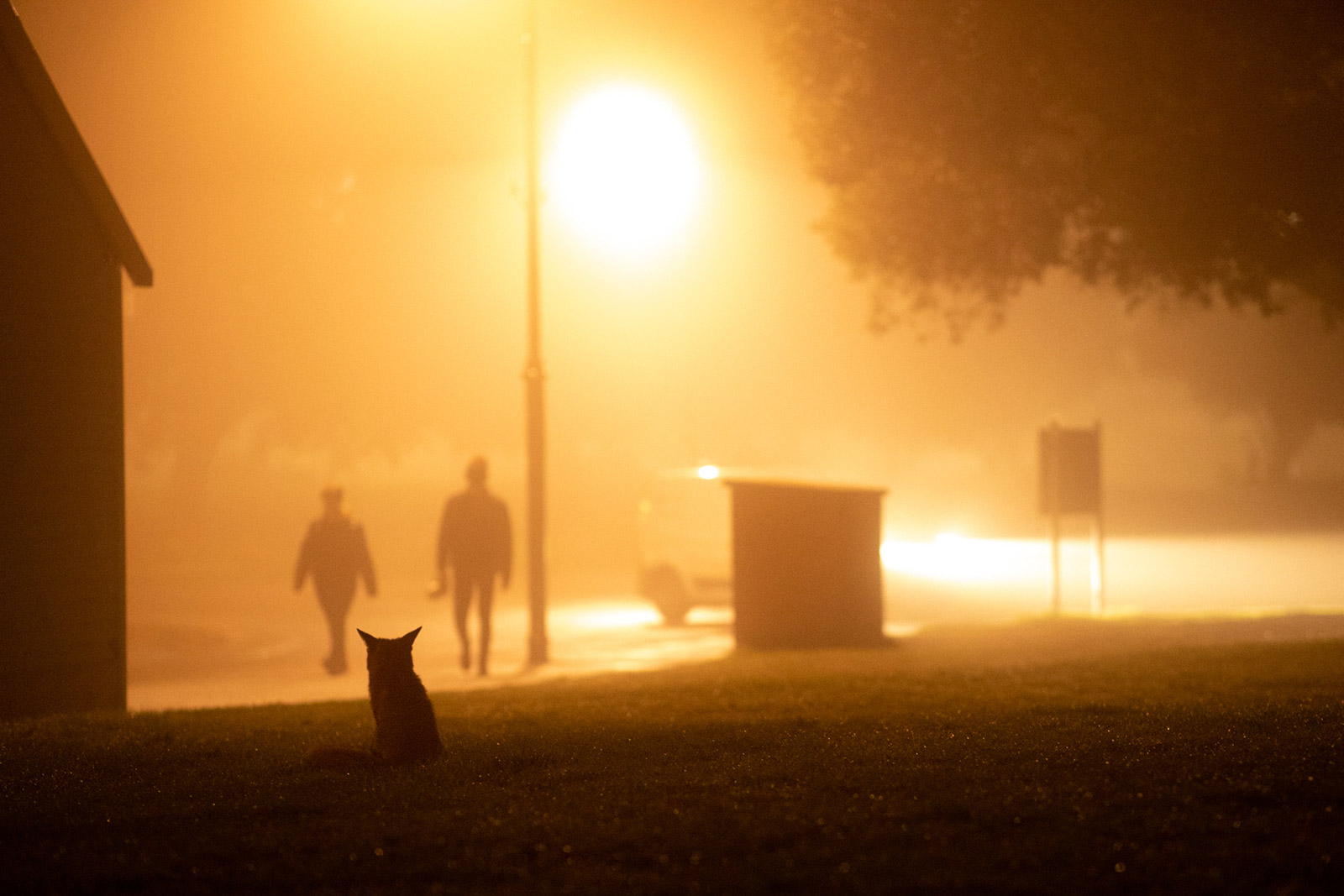 How to Harness Artificial Light for Stand Out Urban Wildlife Photos ...