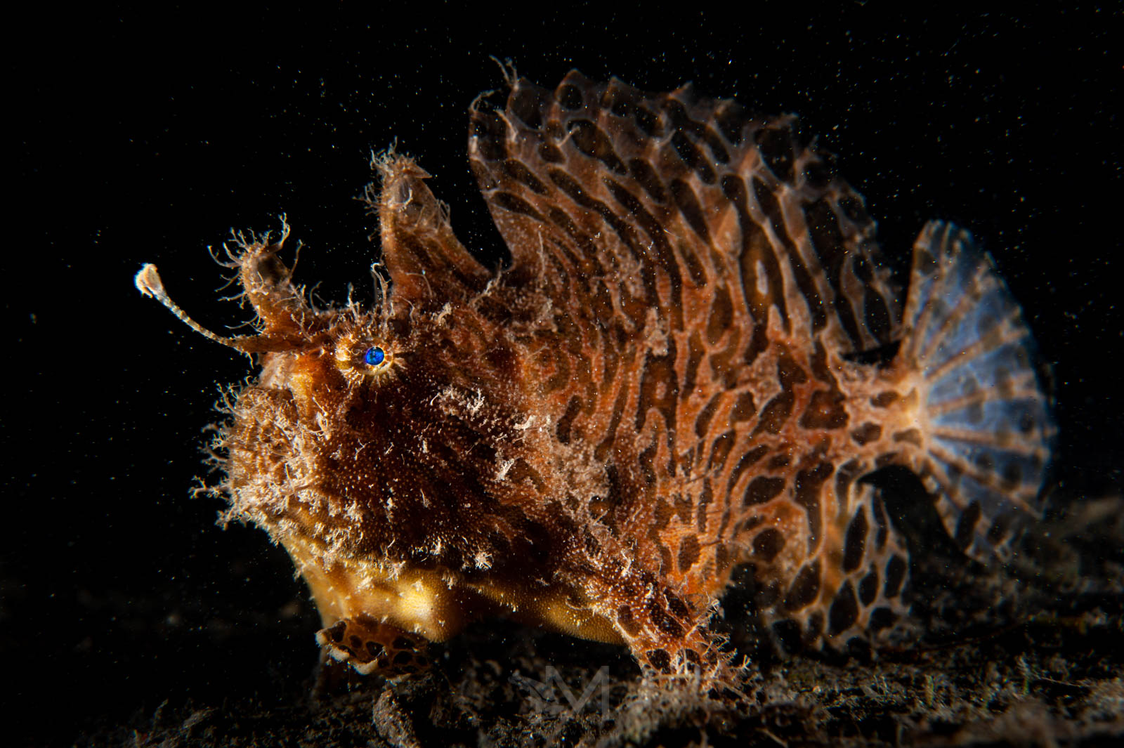 Top Tips to Improve Your Underwater Macro Images - Nature TTL