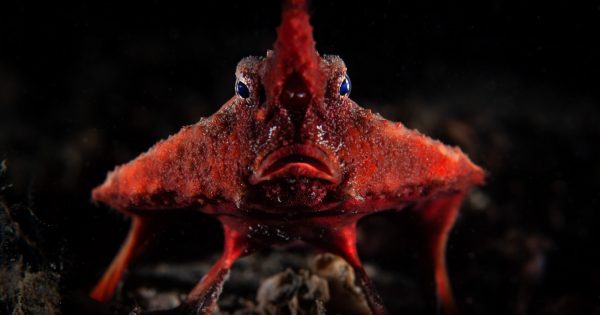 Top Tips to Improve Your Underwater Macro Images - Nature TTL