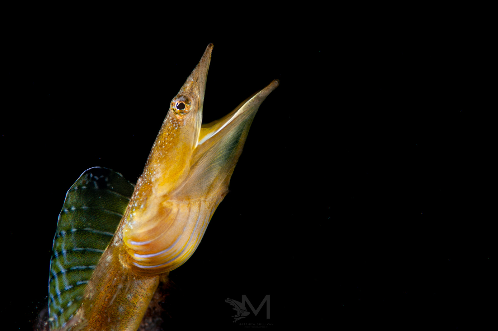 Top Tips to Improve Your Underwater Macro Images - Nature TTL