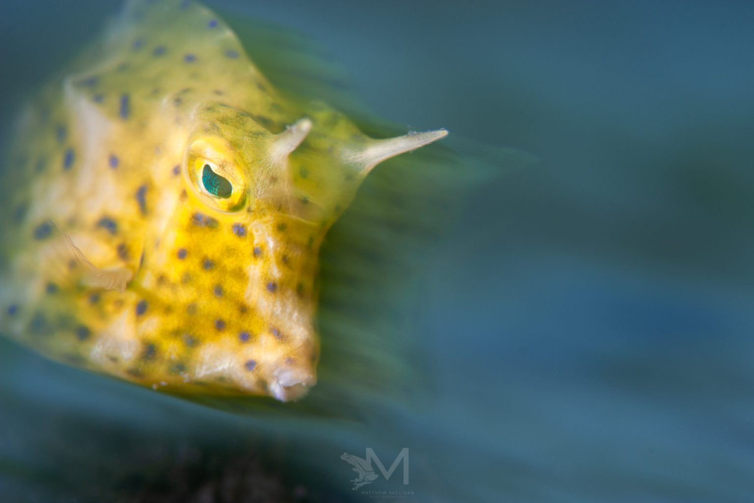 Top Tips to Improve Your Underwater Macro Images - Nature TTL