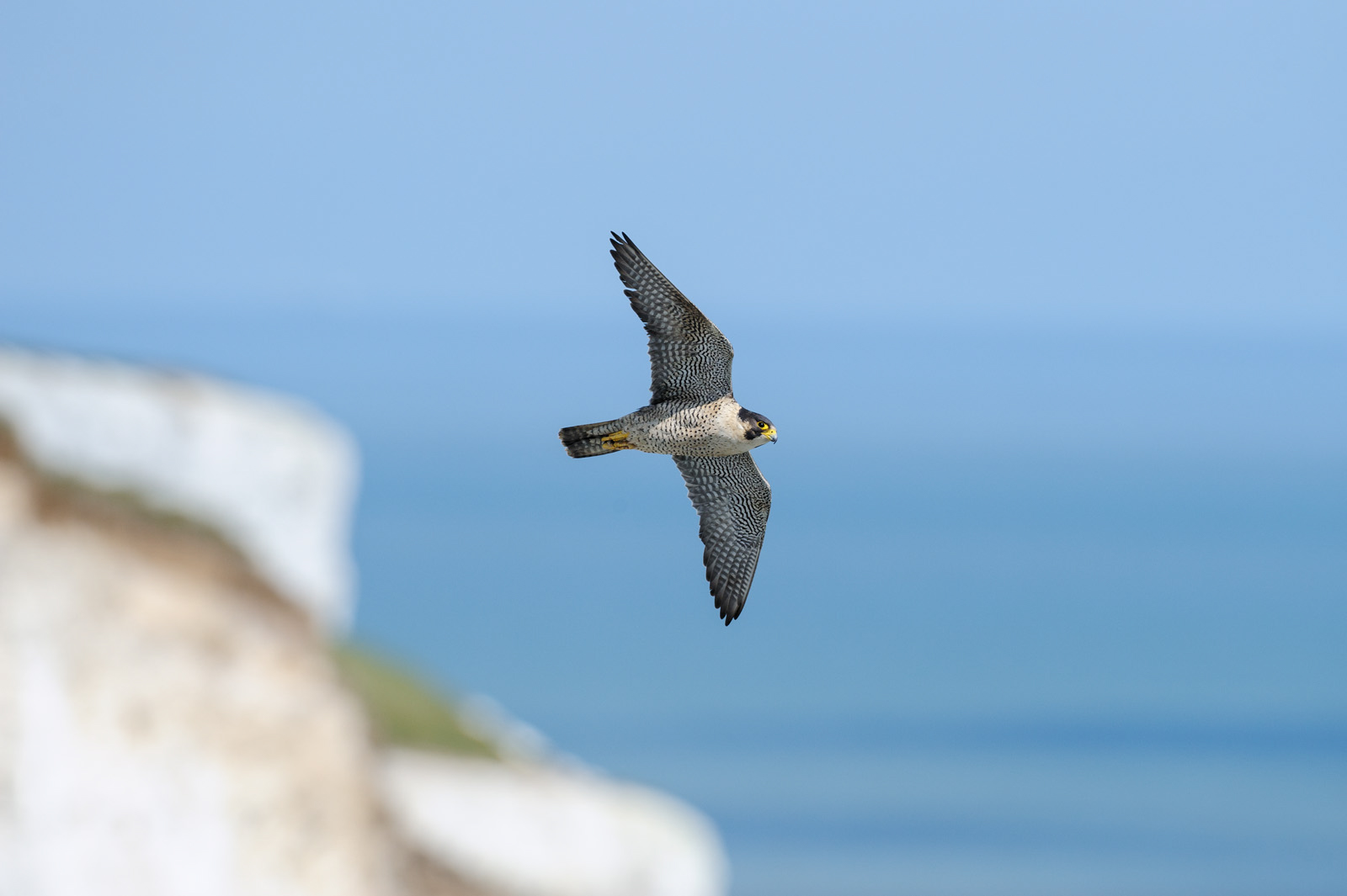 Nature Photography Guide to the White Cliffs of Dover - Nature TTL