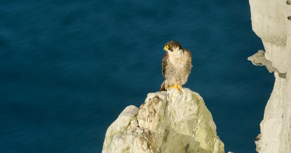 Nature Photography Guide to the White Cliffs of Dover - Nature TTL