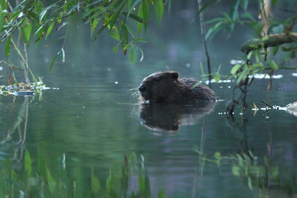 How to Photograph Beavers in the UK - Nature TTL