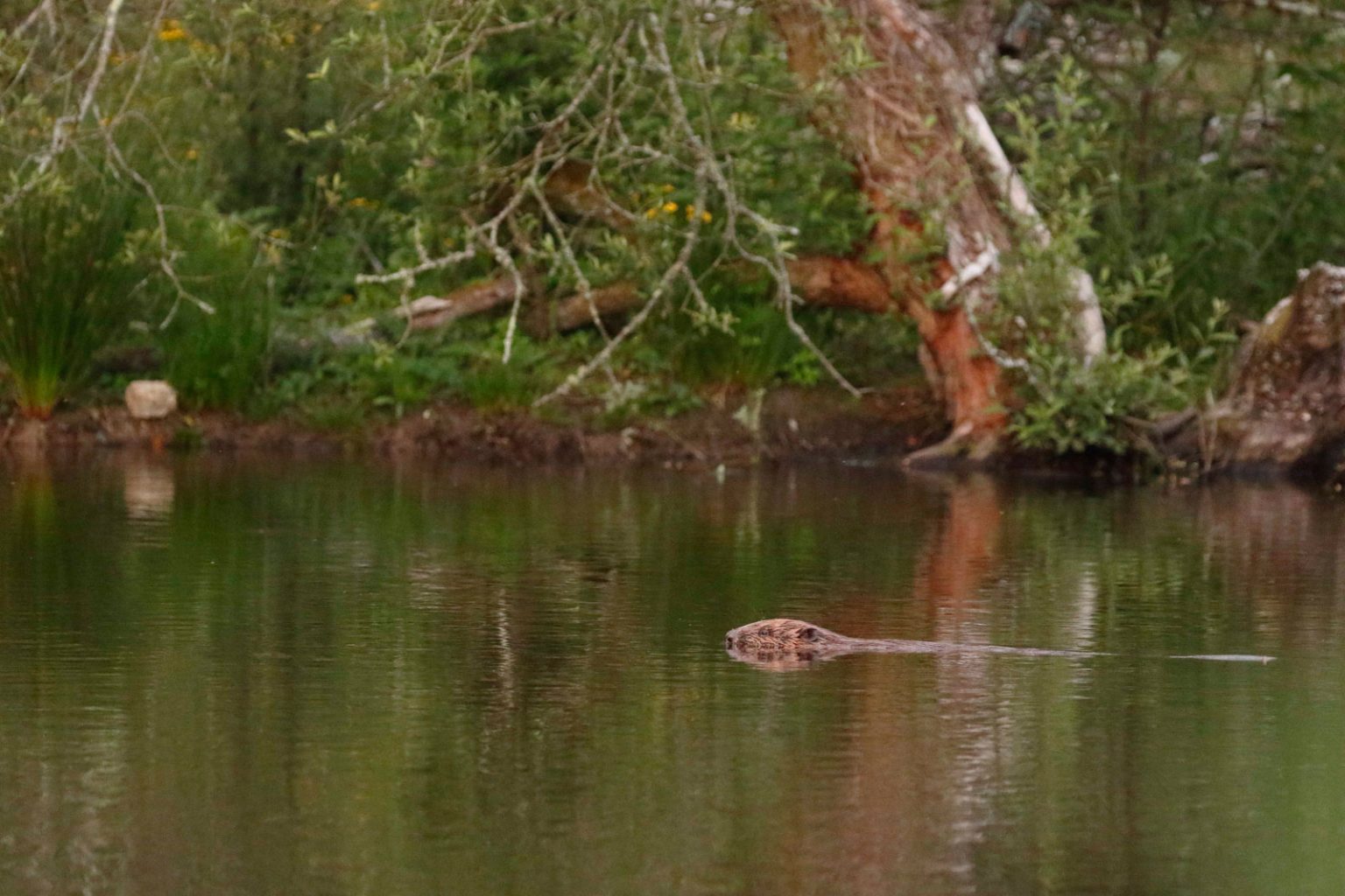 How to Photograph Beavers in the UK - Nature TTL