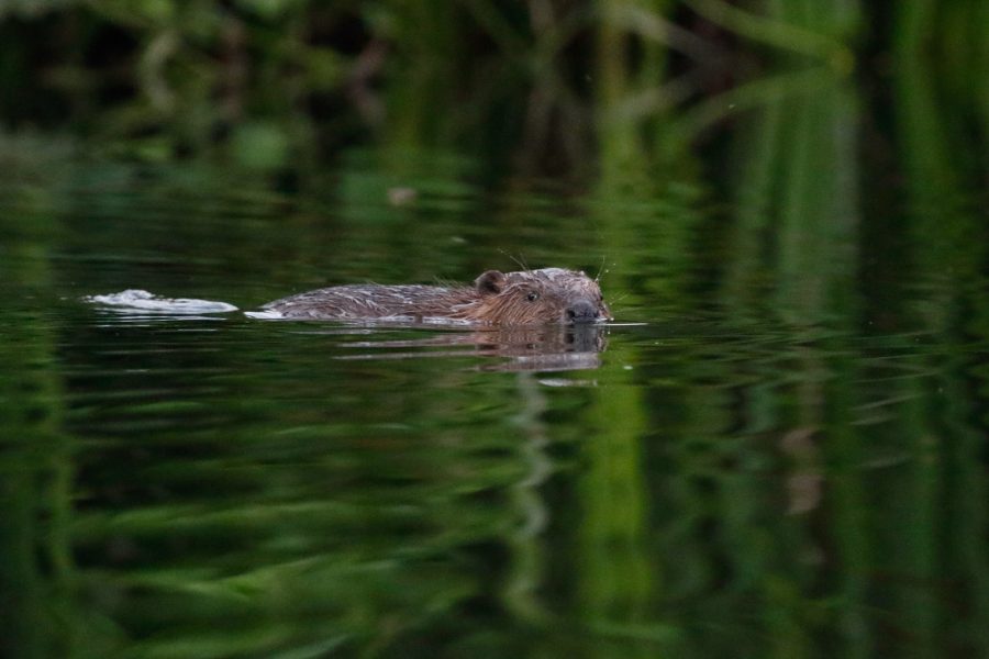 How to Photograph Beavers in the UK - Nature TTL