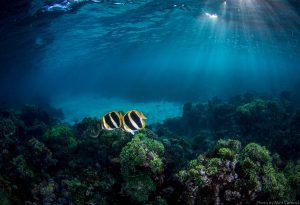 How to Photograph Coral Reefscapes - Nature TTL