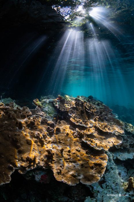 How to Photograph Coral Reefscapes - Nature TTL