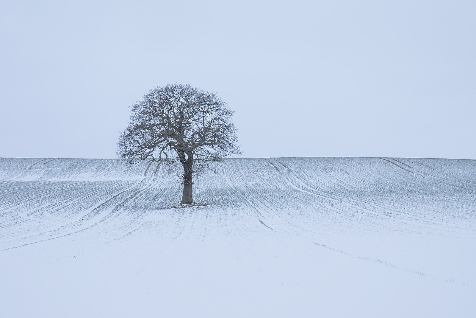 How to Photograph Lone Tree Landscapes - Nature TTL