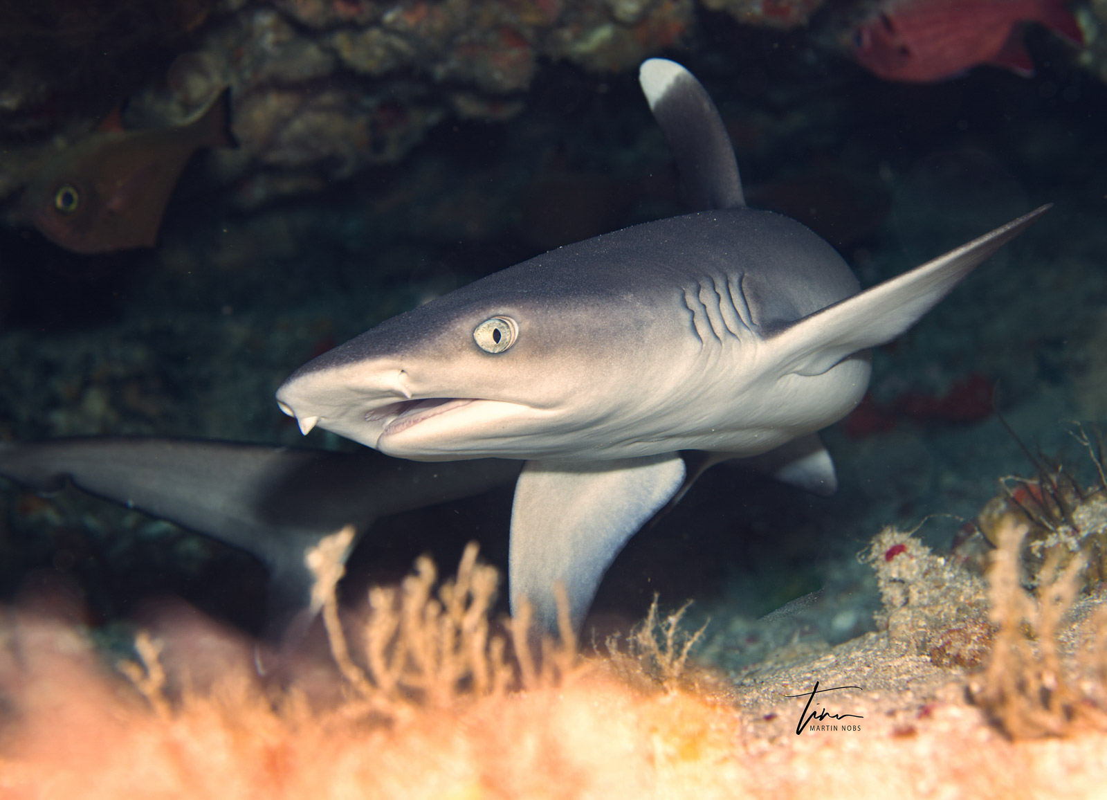 How to Take Charismatic Portraits of Marine Life - Nature TTL