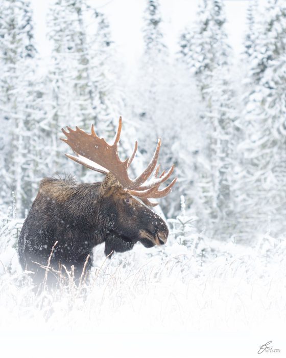 Wildlife Photography Guide to Quebec, Canada - Nature TTL