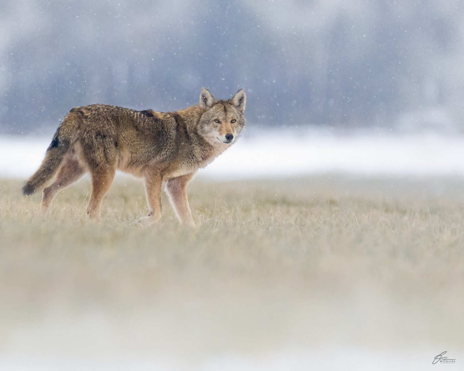 Wildlife Photography Guide to Quebec, Canada - Nature TTL