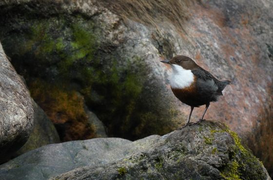 Photographing Birds in Flight: The Complete Guide - Nature TTL