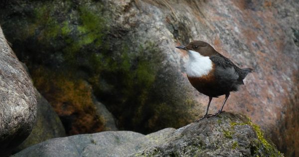 How to Photograph Dippers - Nature TTL