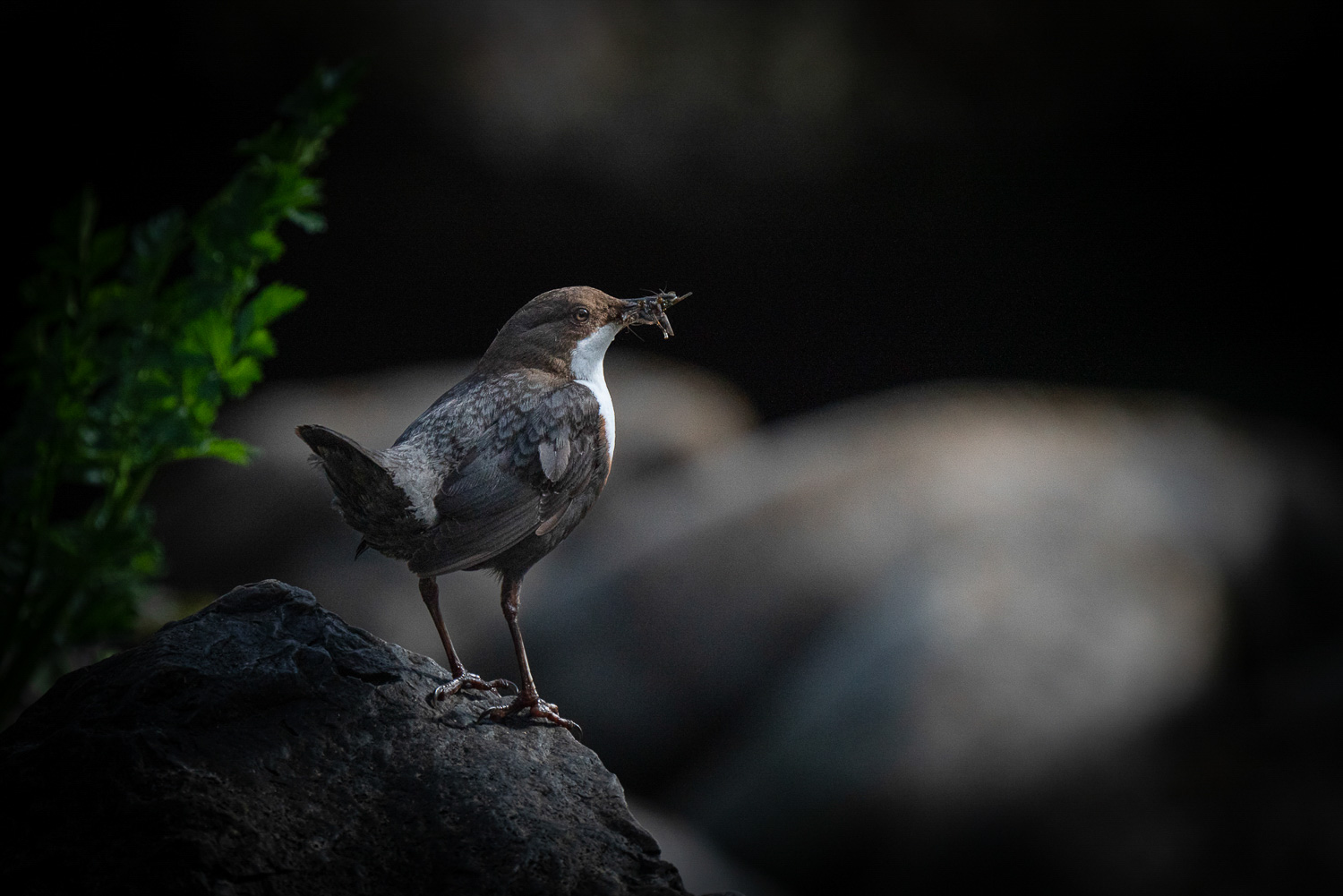 How to Photograph Dippers - Nature TTL