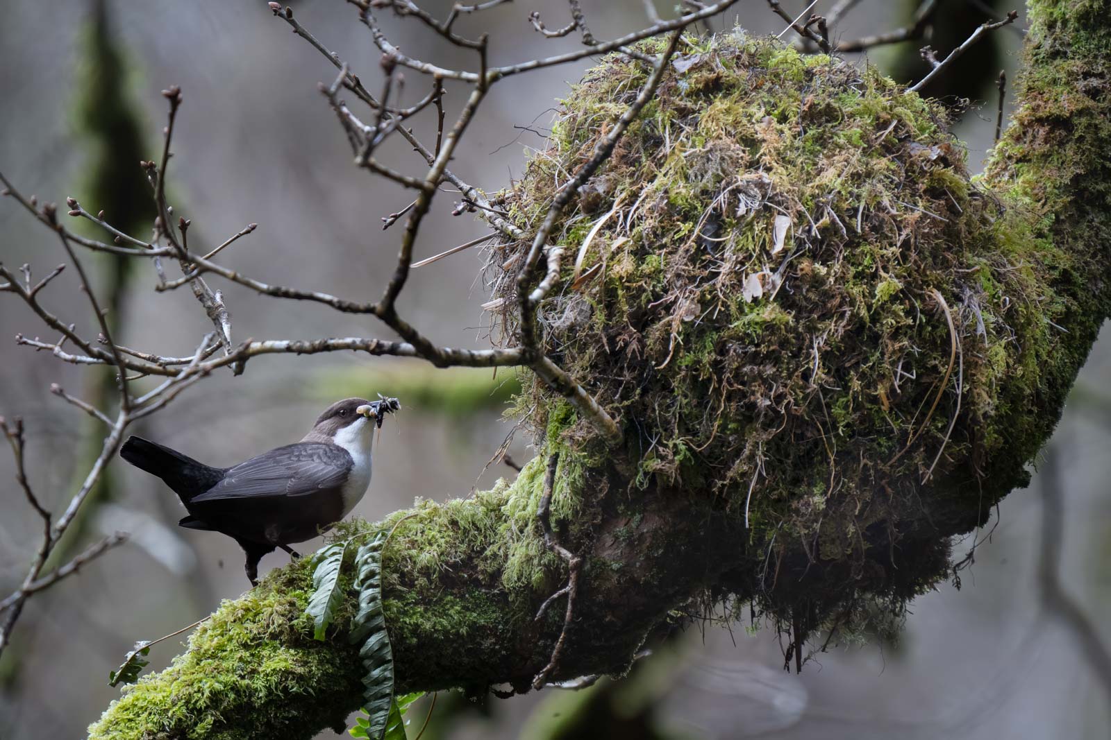 How to Photograph Dippers - Nature TTL