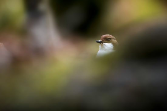How to Photograph Dippers - Nature TTL