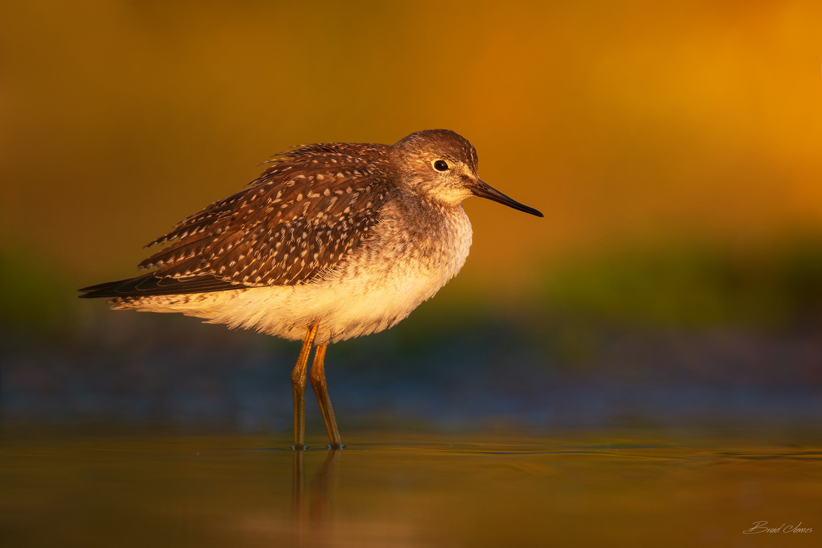 How to Harness Light in Bird Photography - Nature TTL