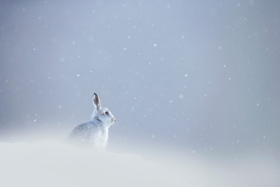 How to Photograph Wildlife in Extreme Weather - Nature TTL