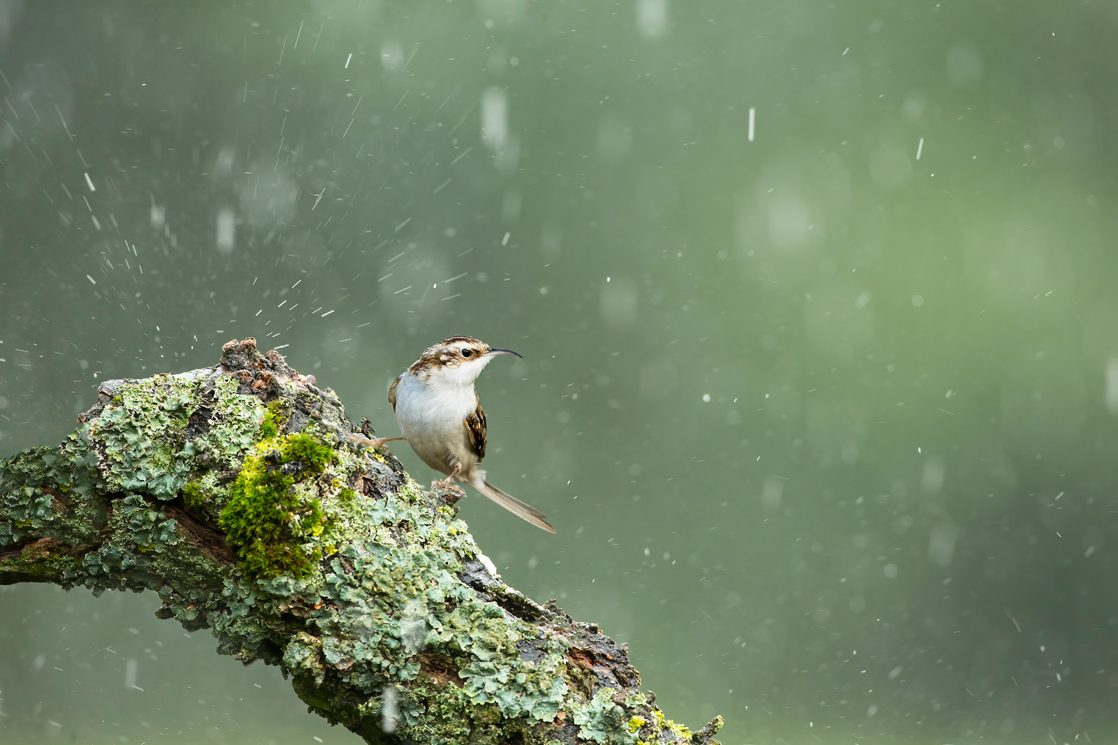 How to Photograph Wildlife in Extreme Weather - Nature TTL