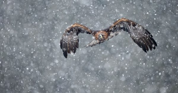 How to Photograph Wildlife in Extreme Weather - Nature TTL