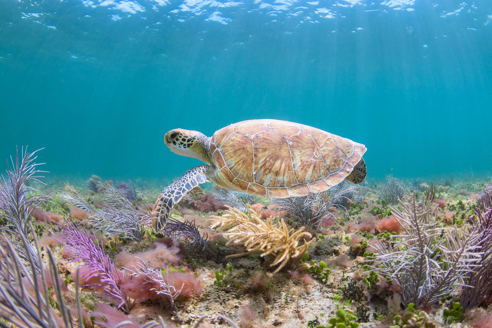 How to Photograph Sea Turtles - Nature TTL
