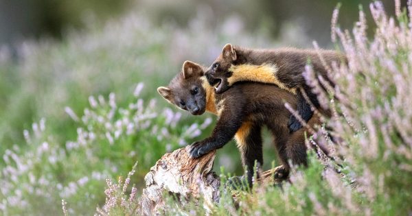 Wildlife Photography Guide to Summer in the Scottish Highlands - Nature TTL