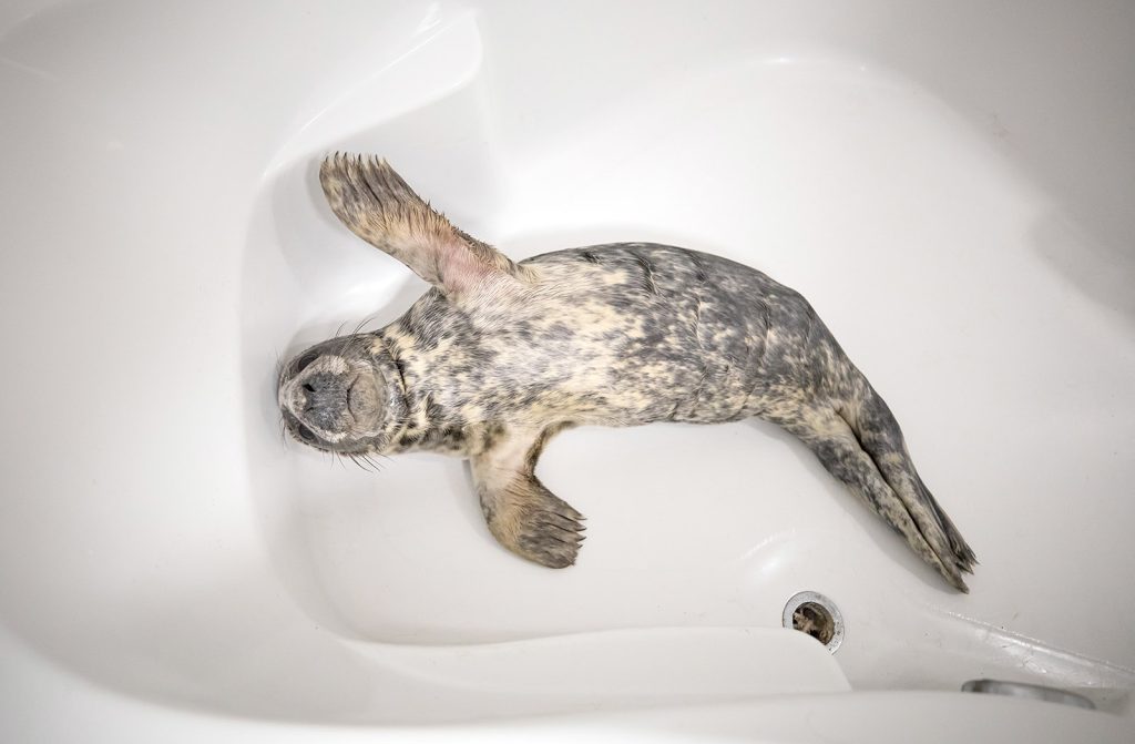 Second Chance: Behind the Scenes at a Wildlife Rehab Centre - Nature TTL