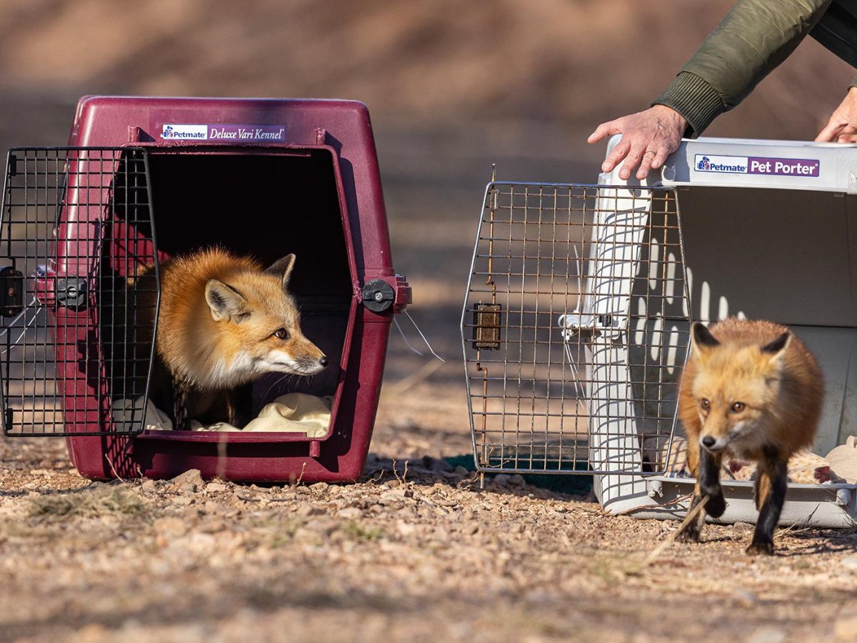 Live Wildlife Cameras You Can Watch During Lockdown - Nature TTL